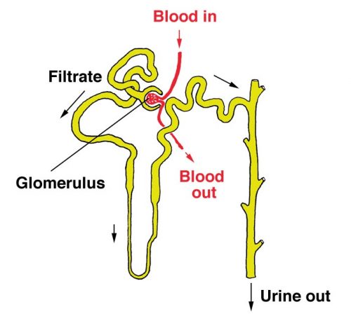 Normal kidneys – edren.org
