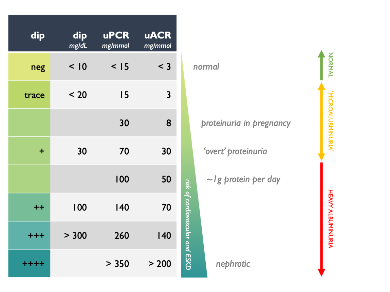 Proteinuria – edren.org